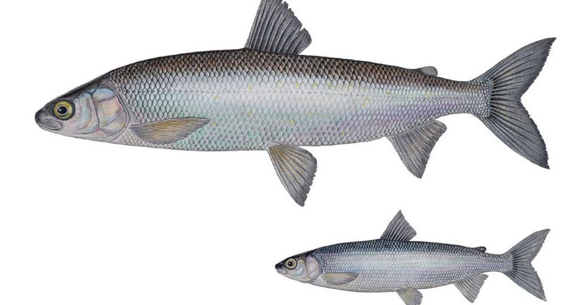Grand poisson deviendra petit - Faculté des sciences et de génie ...