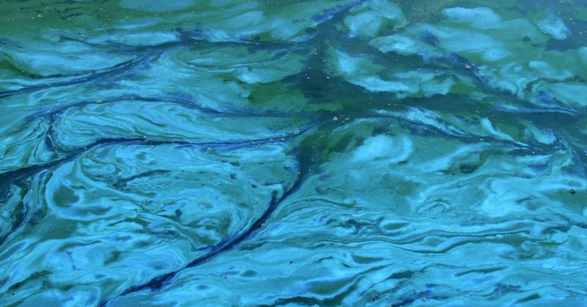 Un avenir malheureusement radieux pour les algues bleues - Faculté des ...