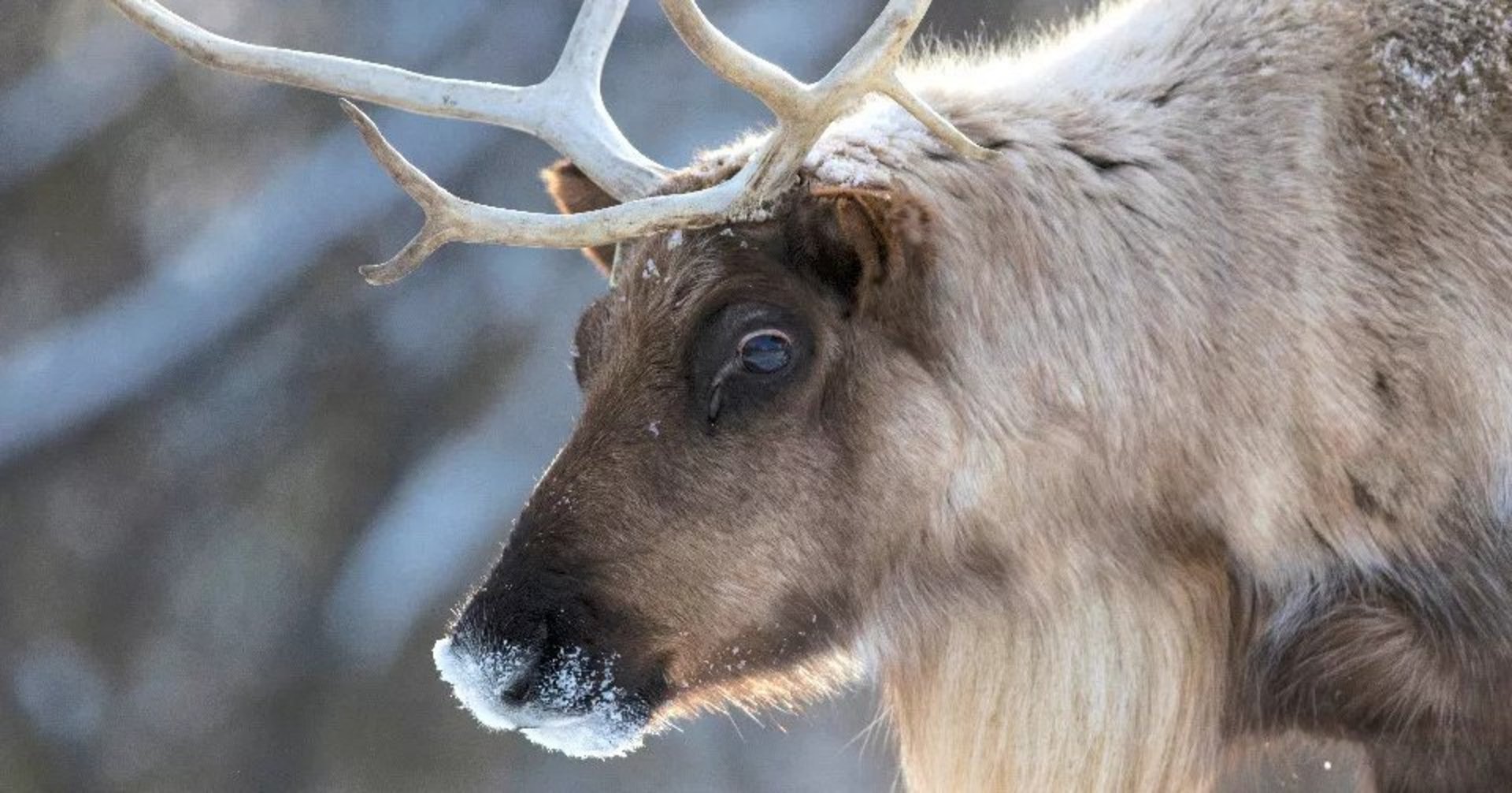Le caribou forestier dans les montagnes russes de l'économie - Faculté ...