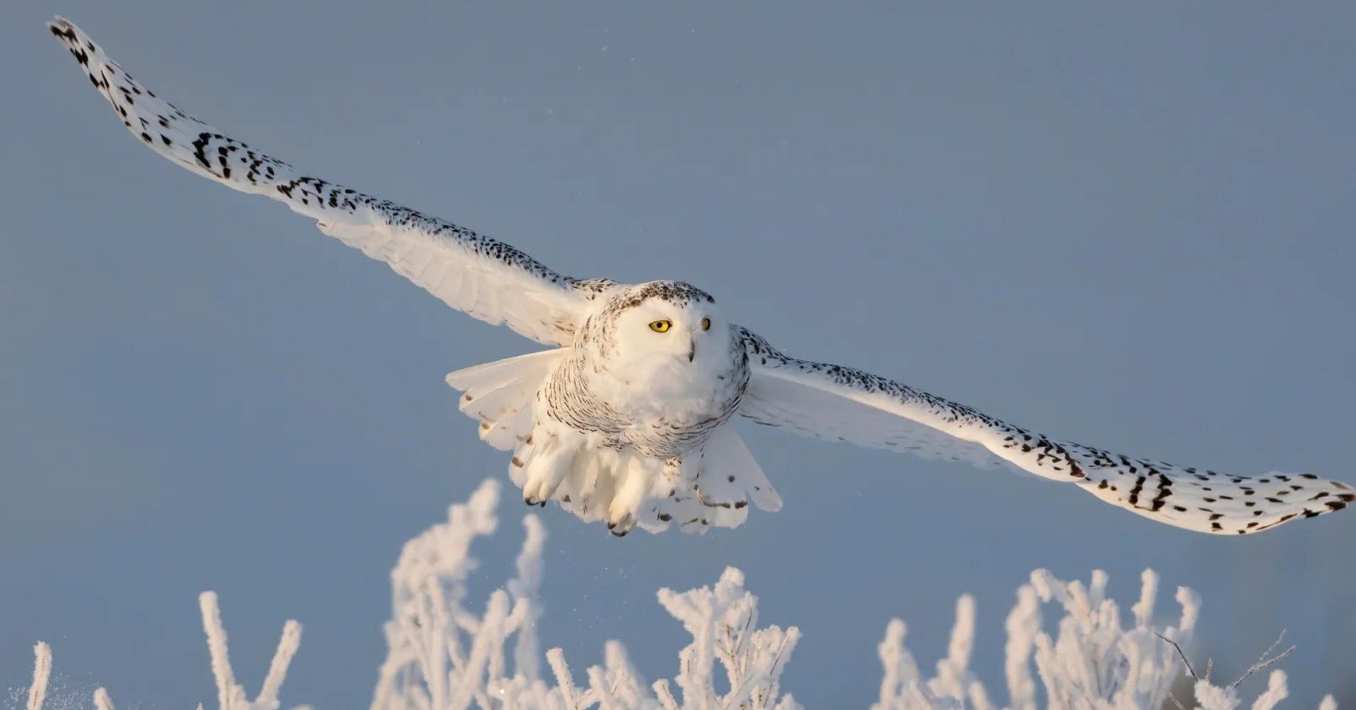 Le harfang des neiges bat de l'aile - Faculté des sciences et de génie ...