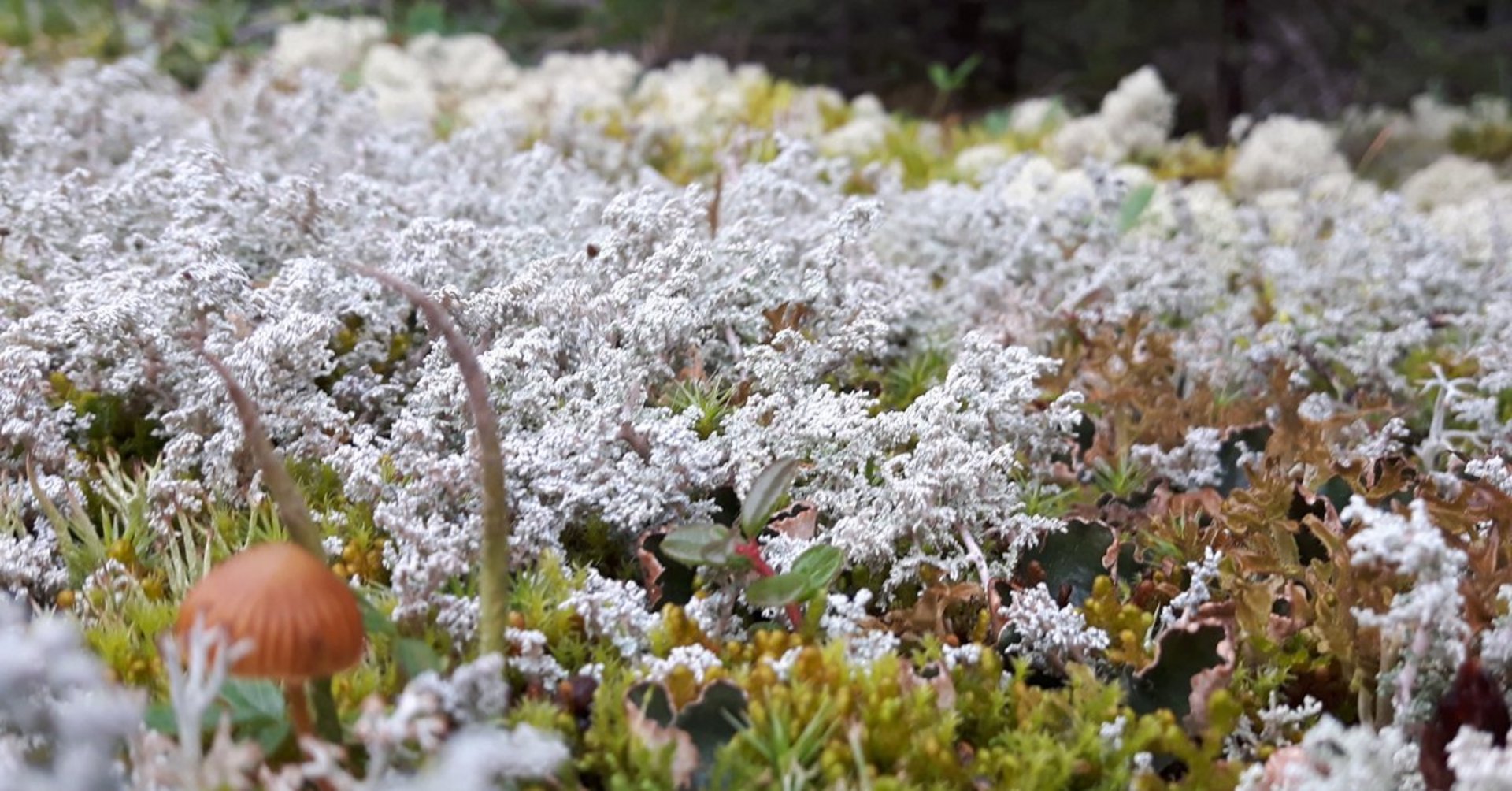 Les bryophytes et les lichens de l’Arctique : des espèces aux ...