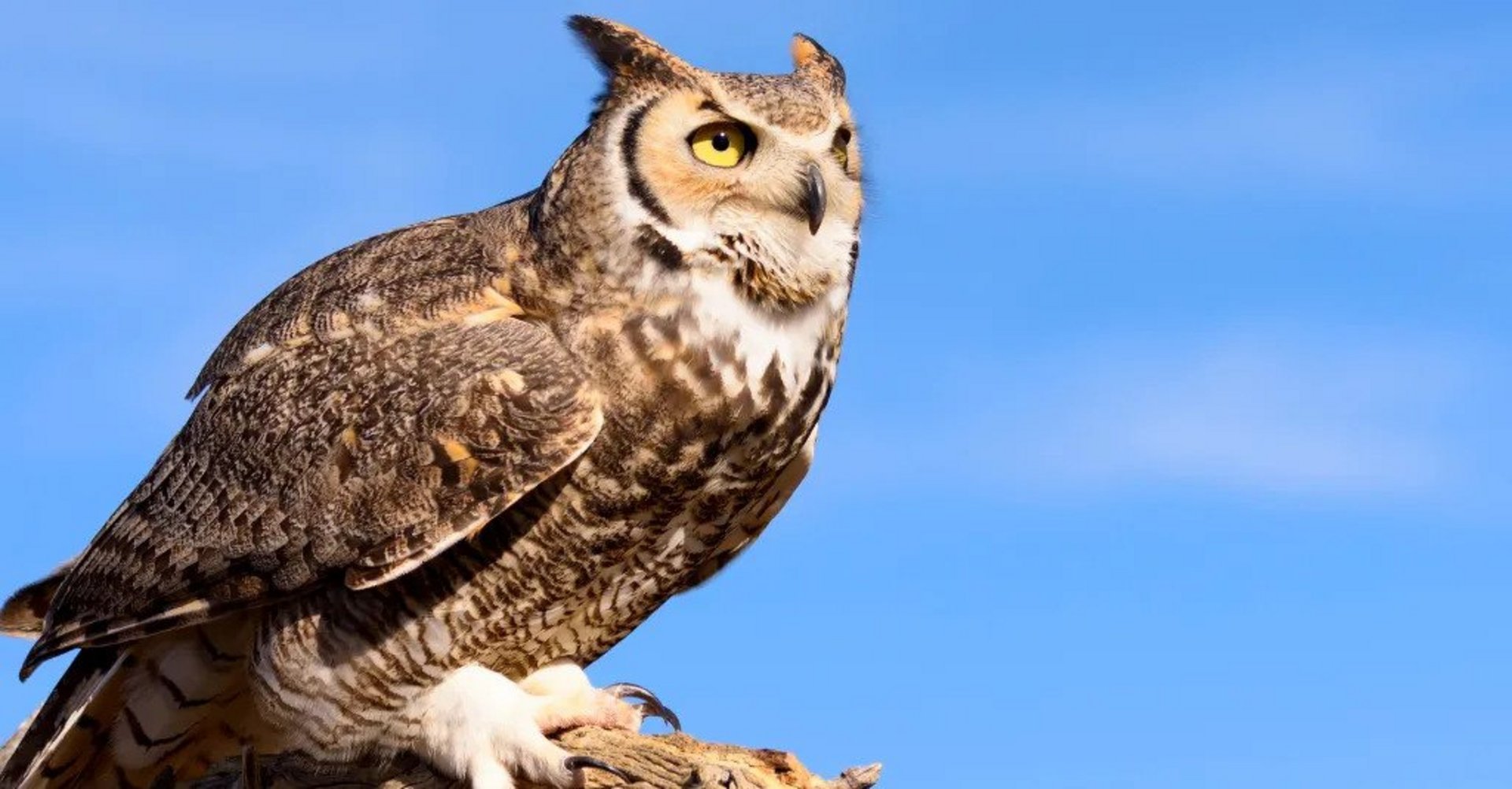 Hibou, montre-moi tes serres et je te dirai ce que tu manges - Faculté ...