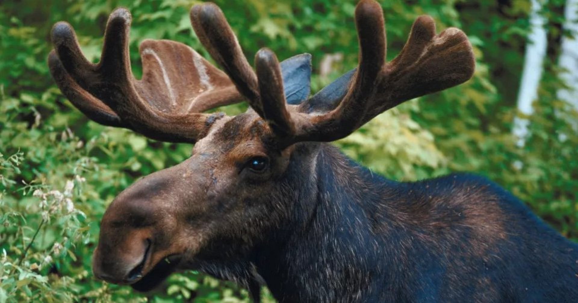 L'orignal refroidit les changements climatiques - Faculté des sciences ...